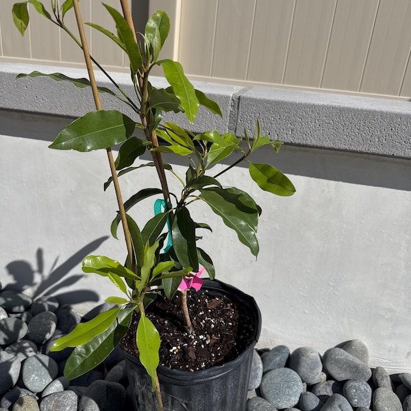 Grafted Dwarf CARA CARA Navel Orange Citrus Tree 2-3ft Tall. We Ship to ...