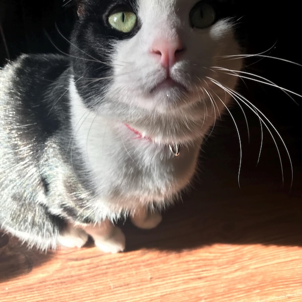 Accurate Telepathy Reading Without Tarot Cards, Same-hour Psychic Mind ...