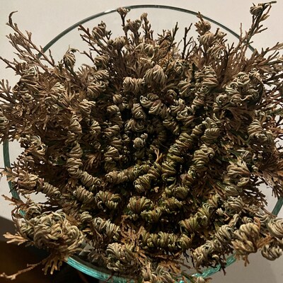 Large Rose of Jericho Resurrection Plant Rosa De Jerico Reviving House ...