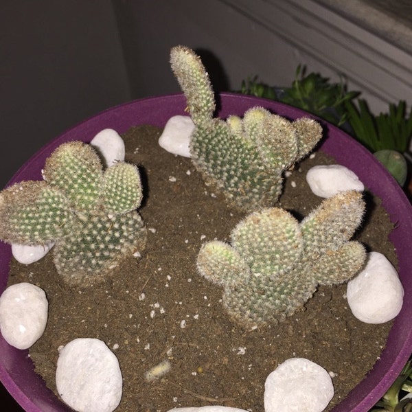 Small Cactus Plant. White Angel Wing Cactus. Also Called White Bunny ...