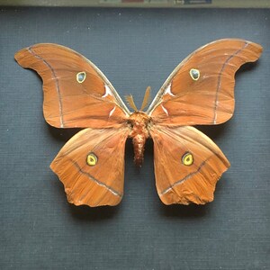 Real Tiny Blue Butterfly Framed Taxidermy Jamides Euchylas - Etsy