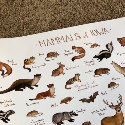 Iowa Mammals Field Guide Art Print / Animals of Iowa / Watercolor ...