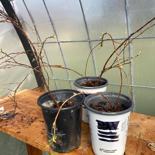 Salix Koriyanagi 'rubykins' - Korean Basket Willow - Etsy