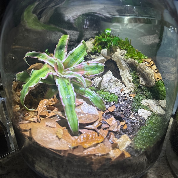 Terrarium Modeling Soil Mix, Glass-adhesive, Nutrient-rich Terrarium ...