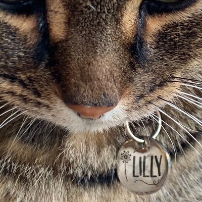 Cat Name Tag Cat Tag Cat Collar Name Tag Kitten Collar - Etsy