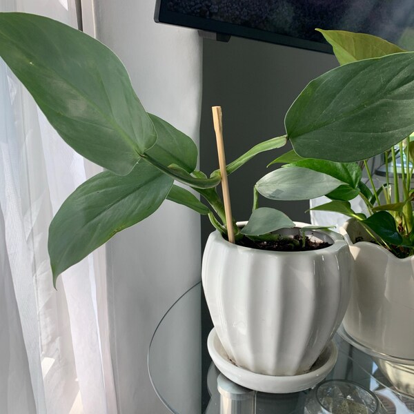 Plant Dracaena Elegance Live House Plant Decoration- Live Plant in ...