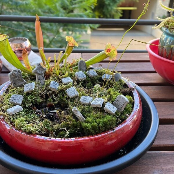 Tiny Mini Walkway Stepping Stones Pathway Cement Potted Plant Terrarium ...