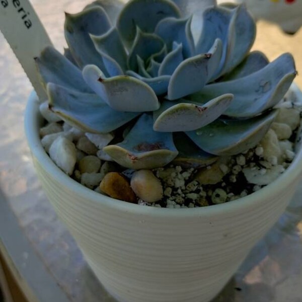 Kalanchoe Kewensis Live Rooted Succulent Plant - Etsy