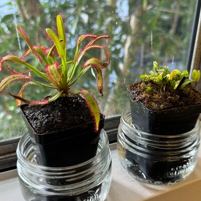 Soil Mix for Drosera, Venus Flytrap, and Sarracenias - Etsy