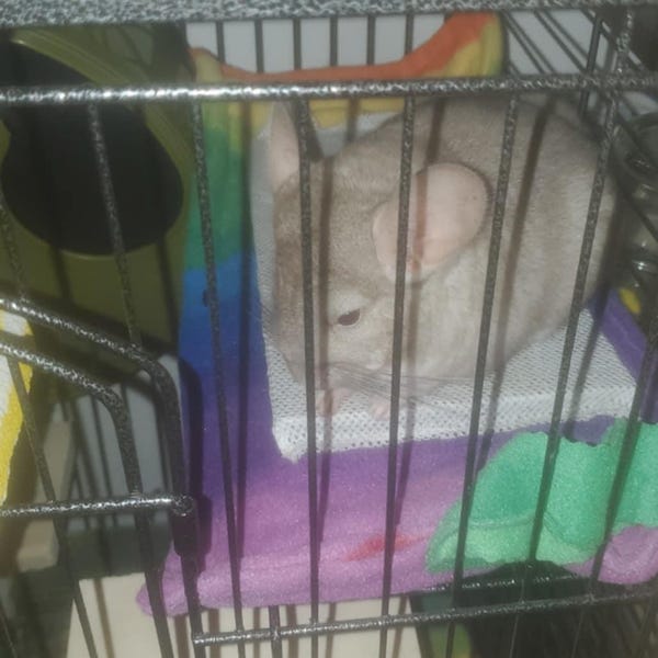 Fleece Scraps Fleece Bedding Fleece Strips Rat Toy Nesting Material Pom ...