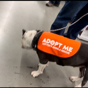 5-pack Adopt Me Dog Jackets Vests With GROUP NAME or WEBSITE - Etsy