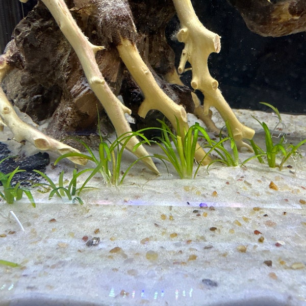 15x Dwarf Sagittaria Subulata Dwarf Sag Live Aquarium Plants Aquatic ...