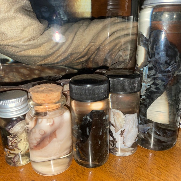 Mini Wet Specimen Mystery Box | Fluid Preserved Taxidermy Oddities ...