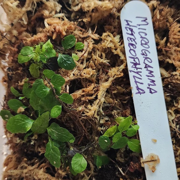 Nymphaea "sunfire" Water Lily (sprouted Tuber - Rhizome) / Pink Water ...