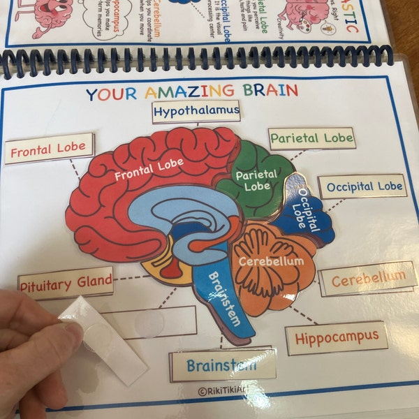 Human Brain Anatomy Bundle, Printable Homeschool Curriculum Preschool ...