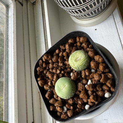 SEEDS Lithops Aucampiae 'jacksons Jade' 20seeds C395 - Etsy