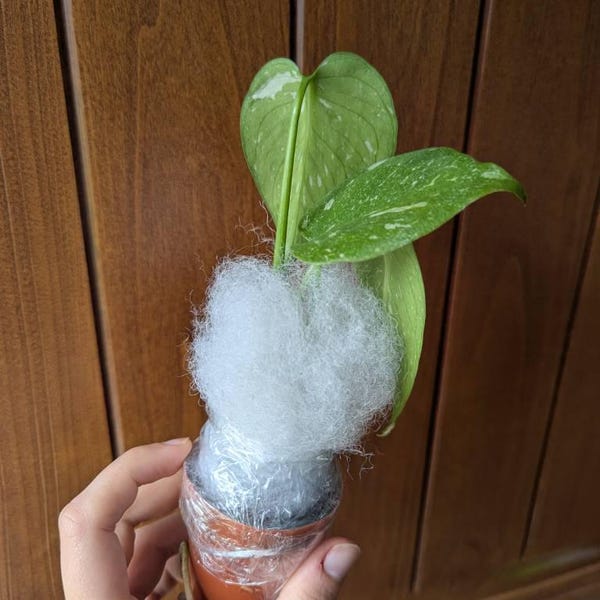 4" African Violet “cabbage Patch” - Etsy