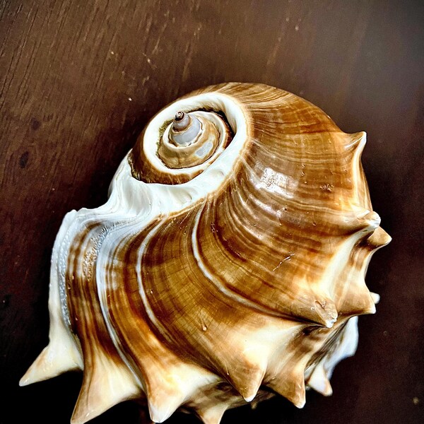HUGE Vintage White Lightning Whelk Conch Seashell X-large 9-13 Shell ...