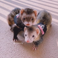 Ferret Costume Halloween Pet Clothes for Ferrets. Bat Wings. Harness ...