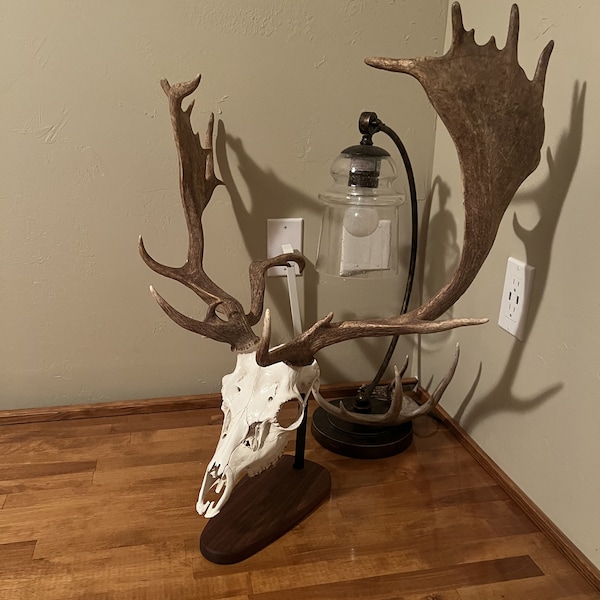 European Table Top Skull Mount. Walnut European Skull Mount Display - Etsy