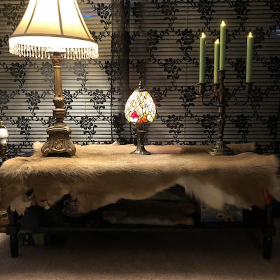 10 to 11 River Cooter Turtle Shell 1077-1011 10UB - Etsy