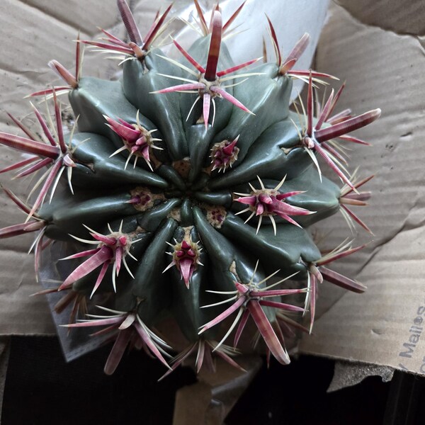 Opuntia Invicta - Club Cholla - EP100 - Etsy