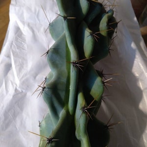 Silver Torch Cactus Cleistocactus Strausii Remarkable - Etsy
