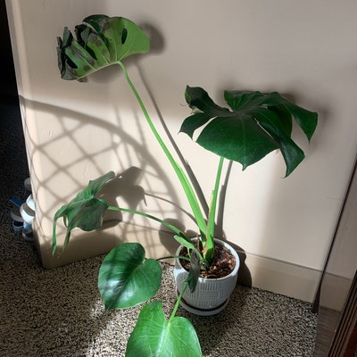 Variegated Tri Color Ginger Tropical Plan,t Red, Green, White, Garden ...