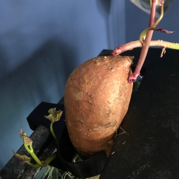 Poth-o-carry® Sweet: Sweet Potato Tank-side Holder for Your Aquarium ...