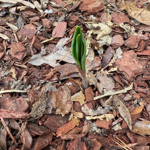 Organic Wild Ramps Bulbs, Bare Roots - Allium Tricoccum - Etsy