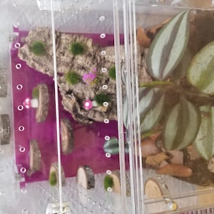 Dried Crepe Myrtle Seed Pods in Assorted Sizes, Natural Dried Mini ...