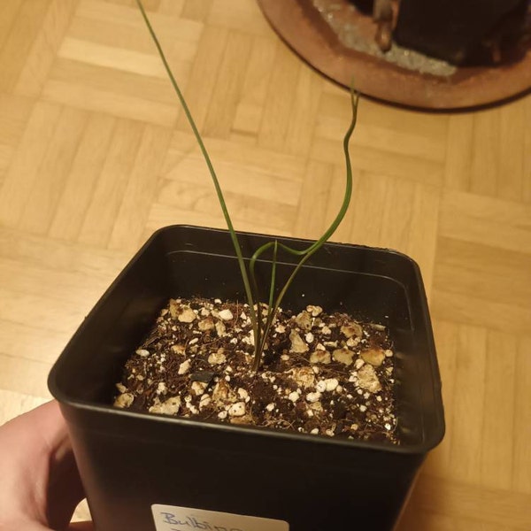 Bulbine Torta, Super Rare Succulent！ - Etsy