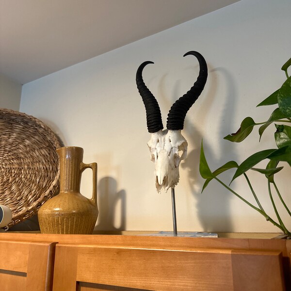 Real Springbok Skull on Acrylic Stand African Antelope Horns ...
