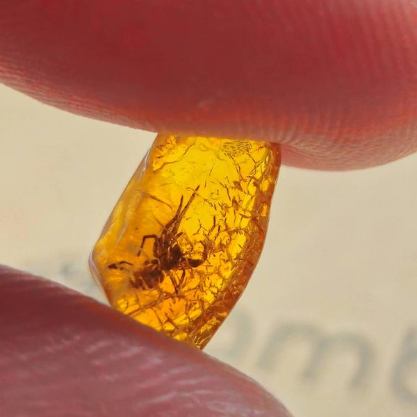 Amber With Rare Insect Trapped for Million Years | Fossil Inclusion in ...