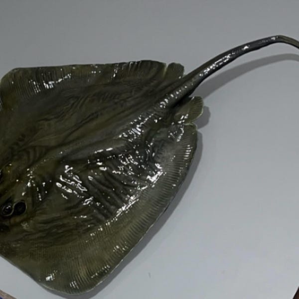 Snook - Fish Mount - Fiberglass Taxidermy Replica - Half Mount - Etsy