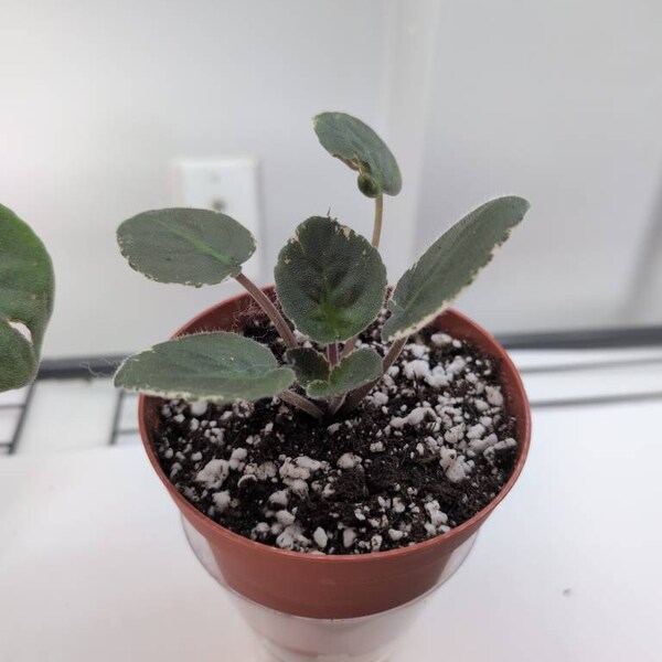 Live House Plant Bloom Harmony’s African Violet ‘wrangler’s Banjo ...