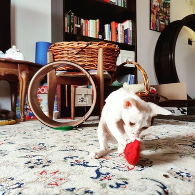 Teaser Wand Spider Cat Toy, Scary Spider Cat Toy, Dangling Teaser Wand ...