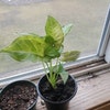 Syngonium “confetti” Starter Plant **(ALL Starter Plants Require You to ...