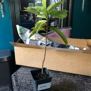 Live Musa Double Mahoi Banana Plant in 4 Inch Pot 8-12 Inches - Etsy