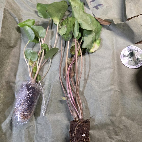 Philodendron Birkin Galaxy Starter Plant (ALL STARTER PLANTS Require ...