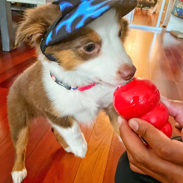 DoggySuperVisors - Etsy