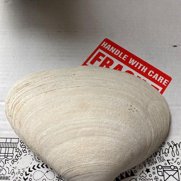 Large Clam Shells in You Choose 4.0-5.5” Sizes, Baker’s Dozen ...