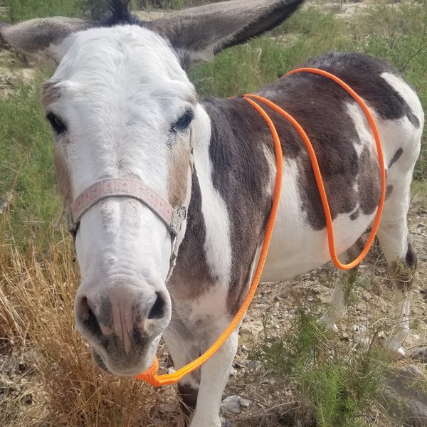 Custom Neck Rope Liberty Neck Rope, Bridleless Neck Rope, Clinician ...