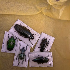 Beetle Mounting Kit for Beginners With Real Beetles and Tools - Etsy