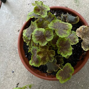 Musa poquito Banana Tree/ Banana Tree in 4 Inch Cups one | Etsy