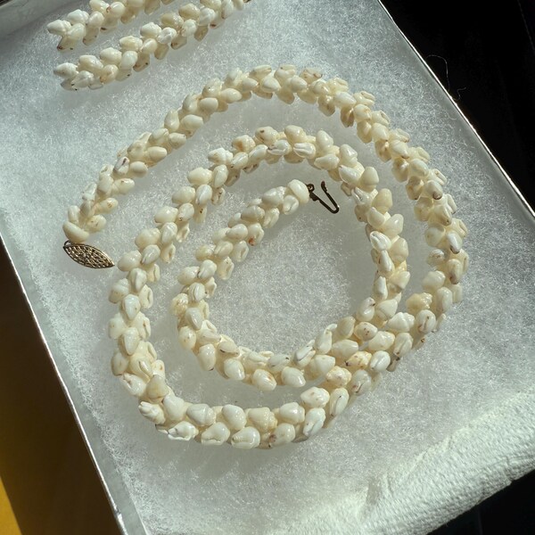 1 Film Canister of Laiki Shells Supply. Most Shells Use for Hawaiian ...