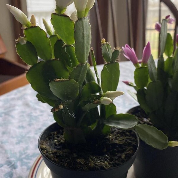 Spring Cactus - White Flowers - Schlumbergera Syn. Rhipsalidopsis ...