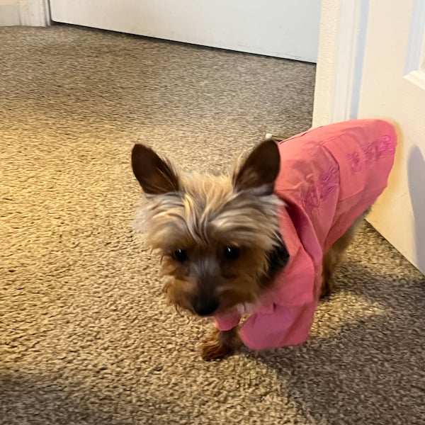 Plaid Dog Shirt, Fall Dog Shirt, Dressy Dog Shirt, Dog Clothes, Luxury ...
