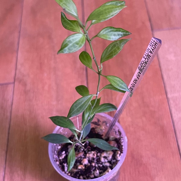 Hoya Microdwarf Ns12-323 - Etsy