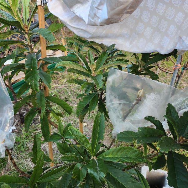 6 Rare BIG FRUIT Loquat Cuttings, White Flesh Hybrid, Big Jim ...